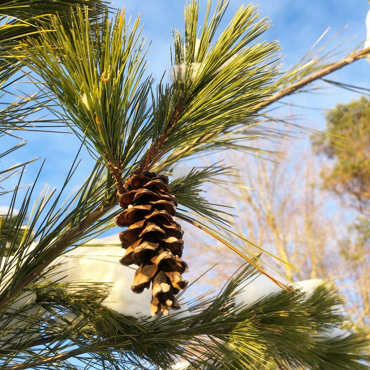 Coniferous trees – St. Williams Nursery & Ecology Centre