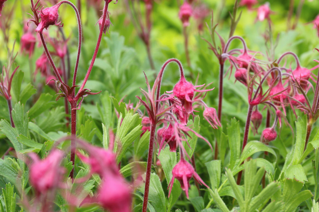 Ontario native seed mixes – St. Williams Nursery & Ecology Centre