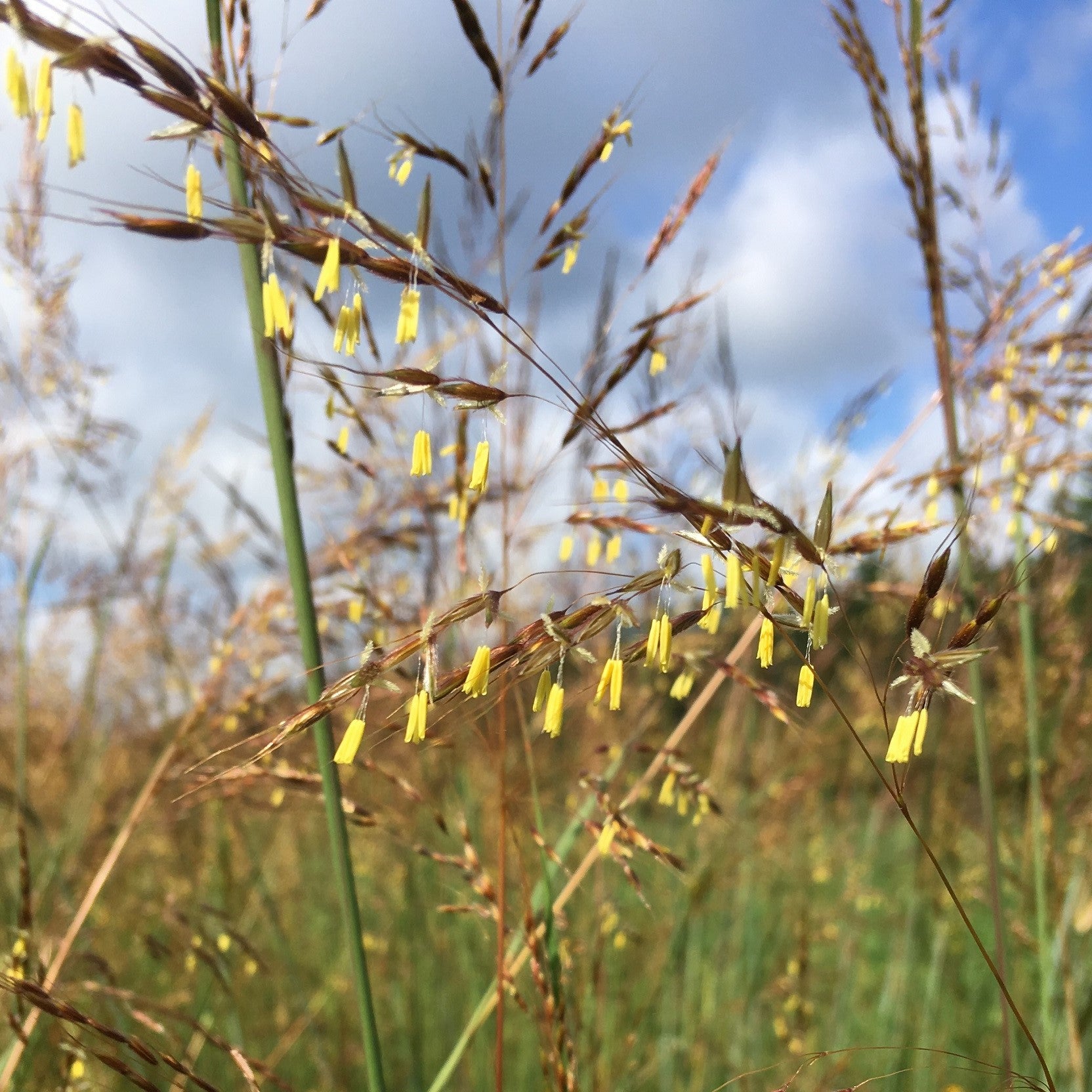 Tallgrass Prairie Seed Mix (kg) – St. Williams Nursery & Ecology Centre
